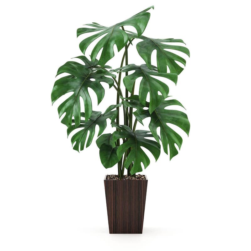 Poppy Planter | Laskasas | FCI London